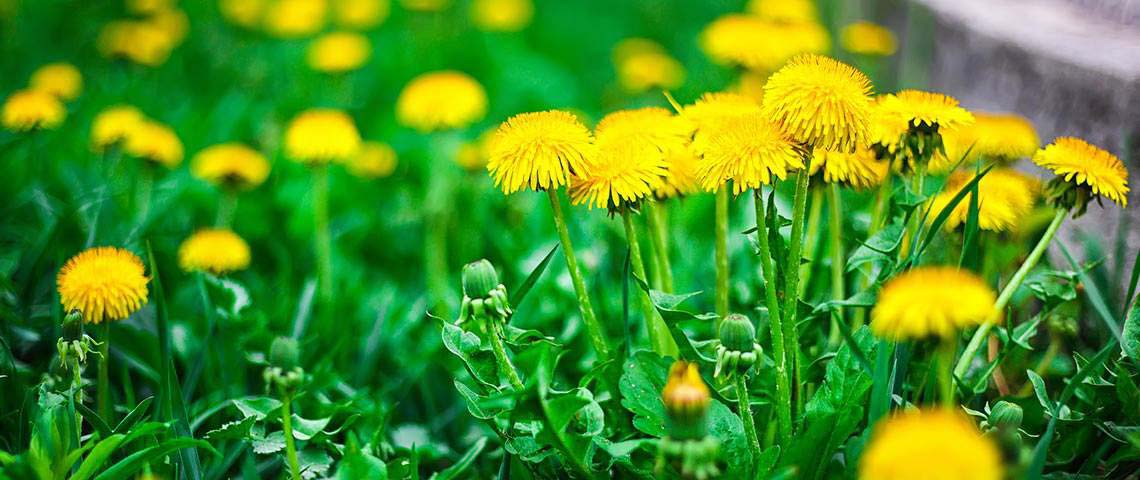 How To Stop Lawn Weeds - Ace Tips & Advice