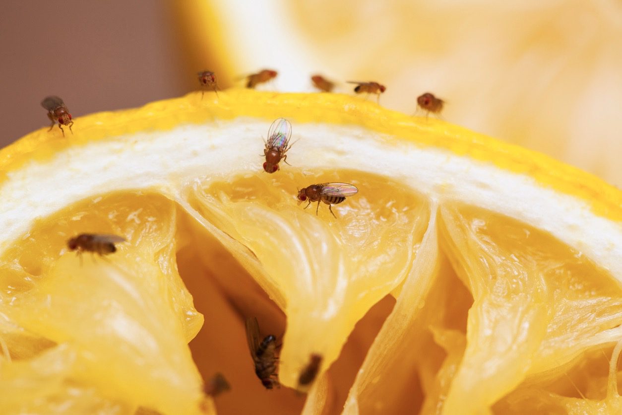 How To Control Fruit Flies In Your Home - Ace Tips & Advice